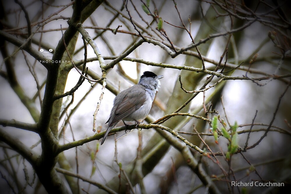 "" Evening Song " (The Blackcap) " by Richard Couchman | Redbubble