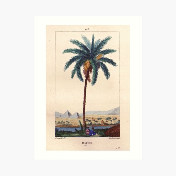 "Antique plant illustration - datier (date palm)" Art Print for Sale by ...