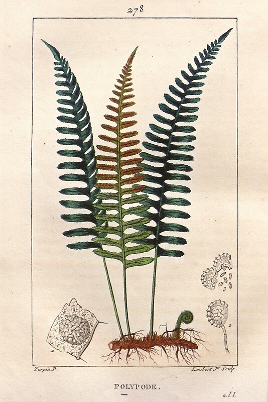 "Antique plant illustration - Polypode (common polypody)" by ...