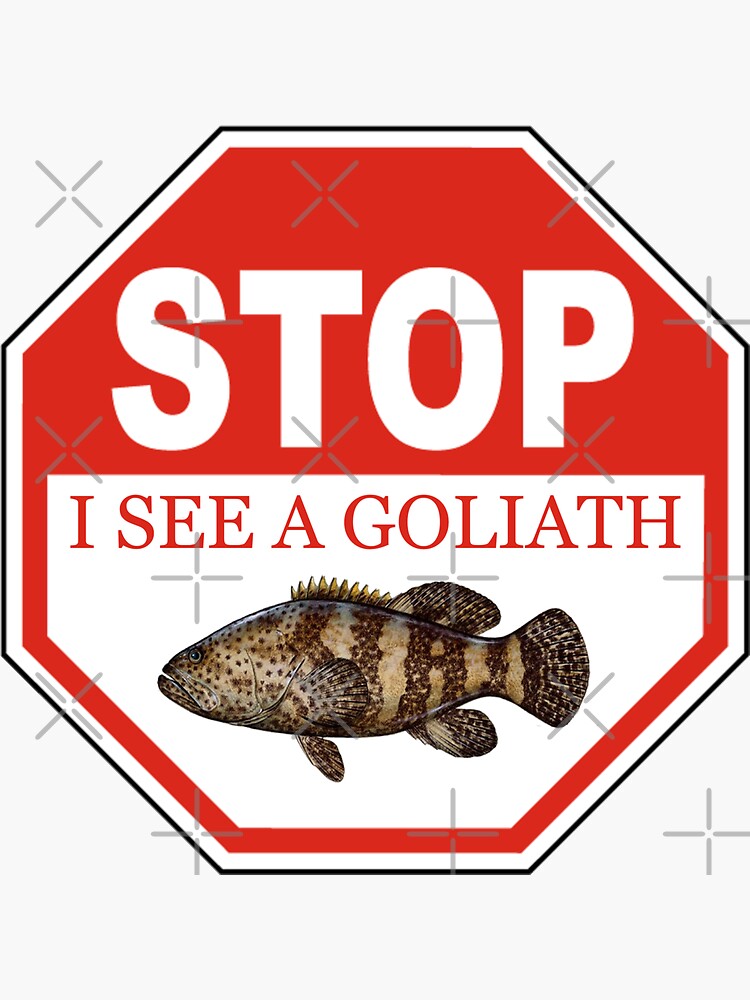 "Stop I See a Goliath Grouper in the Florida Keys" Sticker by ...