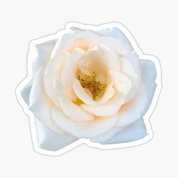 "White Rose" Sticker by sabinako | Redbubble