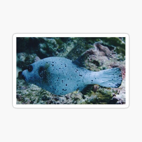 "little blue fish" Sticker for Sale by OMdesigns93 | Redbubble