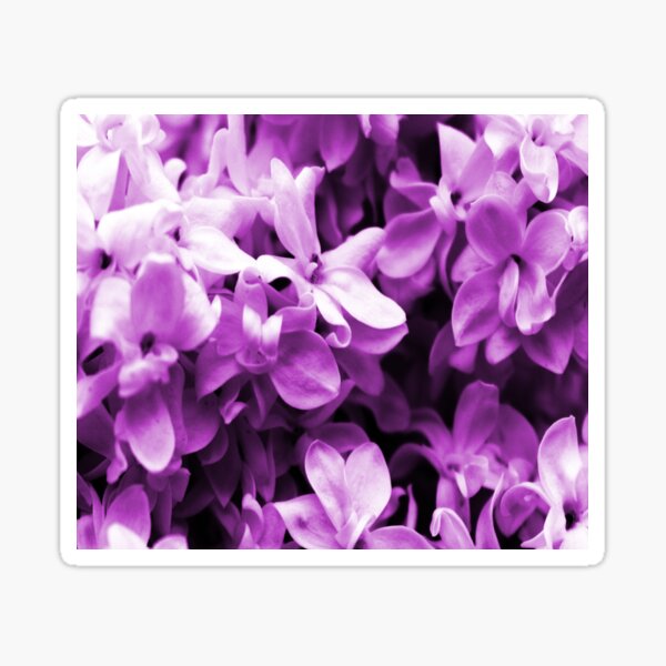 "awesome purple lilac flower" Sticker for Sale by RawahIsleem | Redbubble