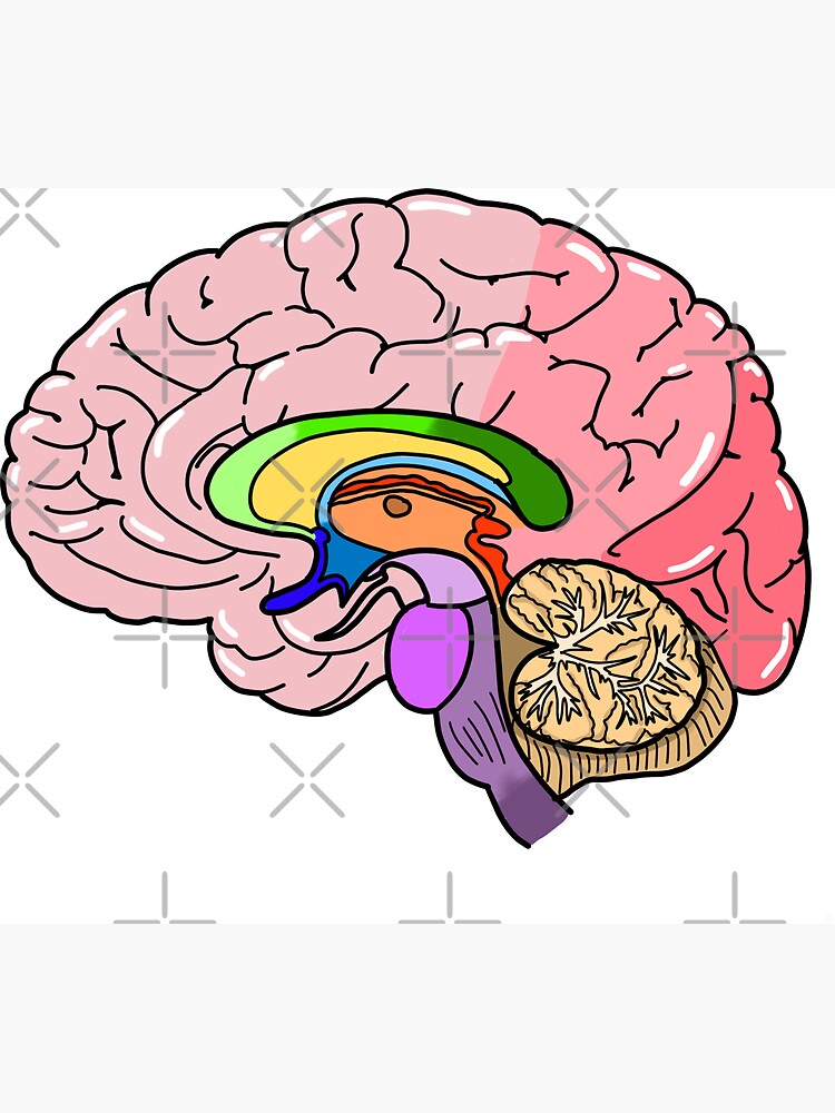 " Parts of the brain without labels" Magnet for Sale by Kru22 | Redbubble
