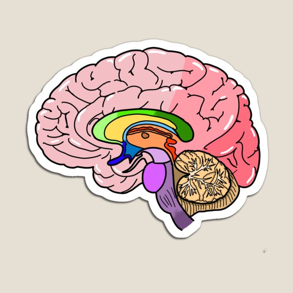 " Parts of the brain without labels" Magnet for Sale by Kru22 | Redbubble