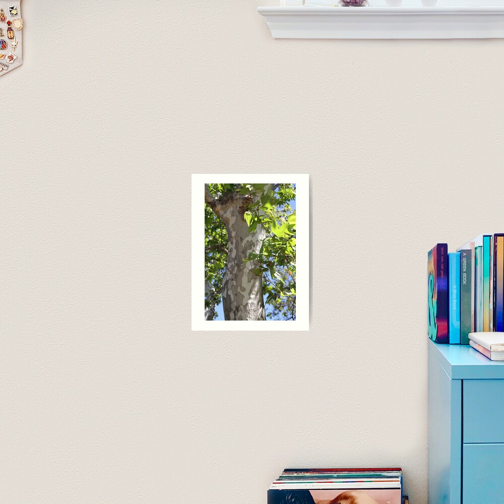 "Sycamore Tree" Art Print by heatherfriedman | Redbubble