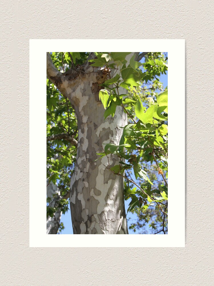 "Sycamore Tree" Art Print for Sale by heatherfriedman | Redbubble