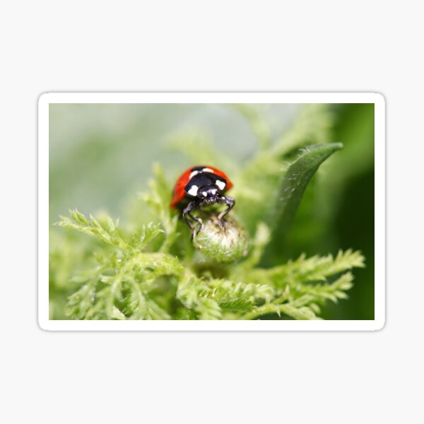 "Hunting ladybird" Sticker for Sale by GreyFeatherPhot | Redbubble