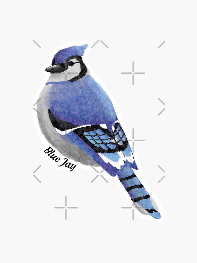 "Blue Jay Sticker" Sticker for Sale by BlueberrdArt | Redbubble