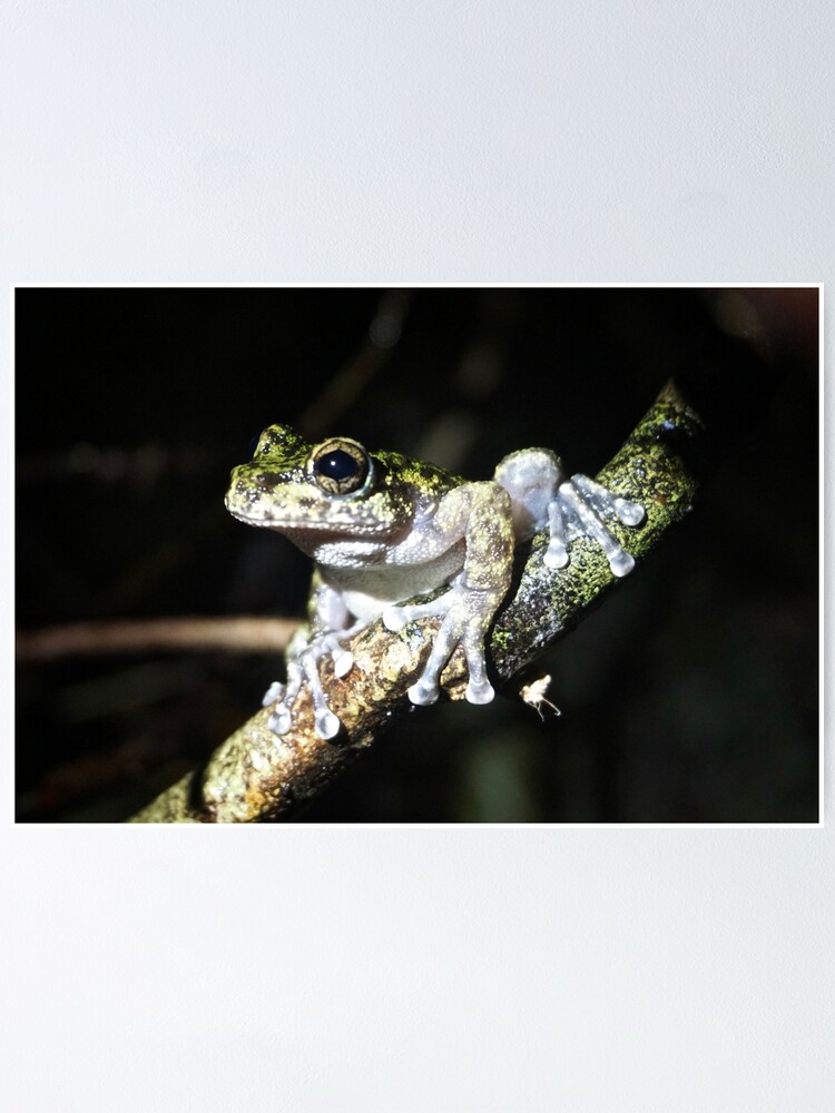 "Waterfall Frog (Litoria nannotis)" Poster by artcamp | Redbubble