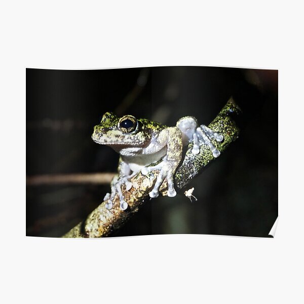 "Waterfall Frog (Litoria nannotis)" Poster by artcamp | Redbubble