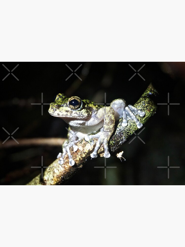 "Waterfall Frog (Litoria nannotis)" Sticker for Sale by artcamp | Redbubble