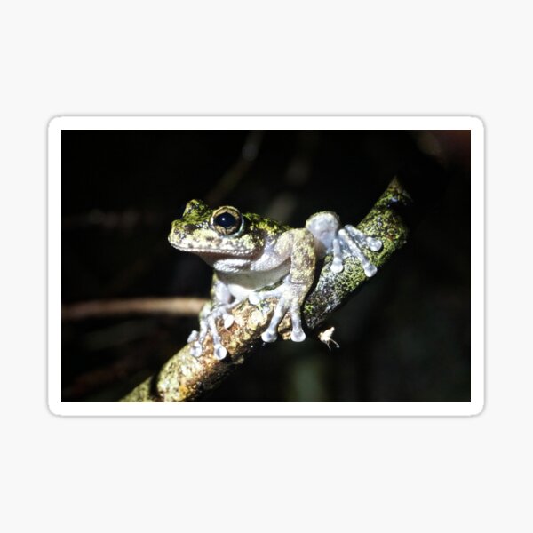 "Waterfall Frog (Litoria nannotis)" Sticker for Sale by artcamp | Redbubble