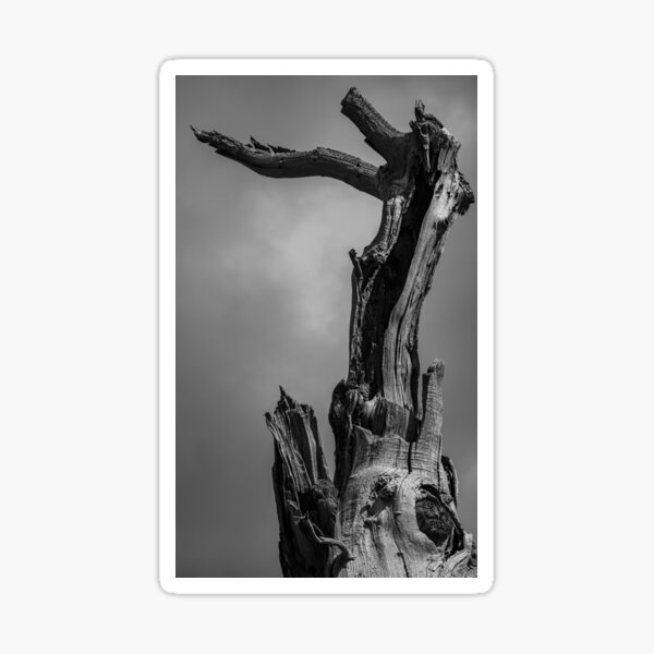 "The Stump Mono" Sticker for Sale by kwn1804 | Redbubble