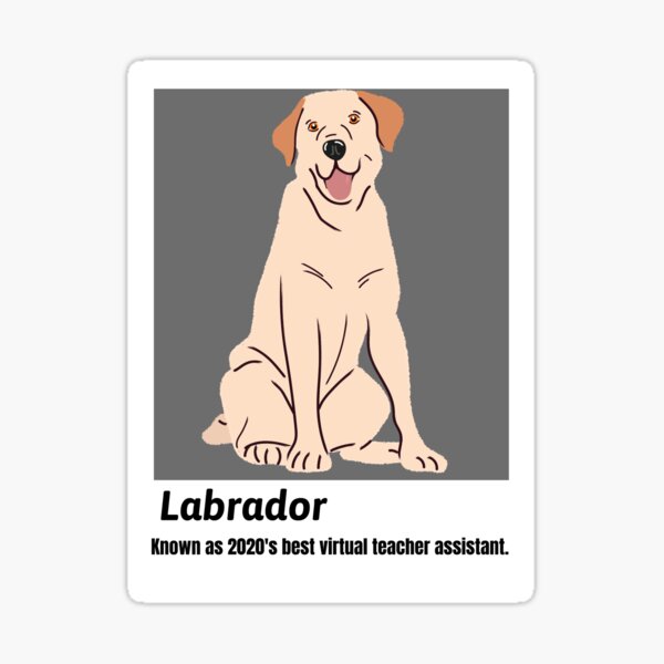 "Labrador 2020's Best Teacher Assistant " Sticker by lhuffman | Redbubble