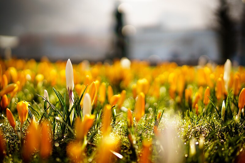 "Spring is here! Bergen, Norway." by Paulius Bruzdeilynas | Redbubble