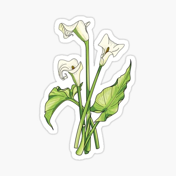 "White Calla Lily Flower" Sticker for Sale by mac taylor | Redbubble