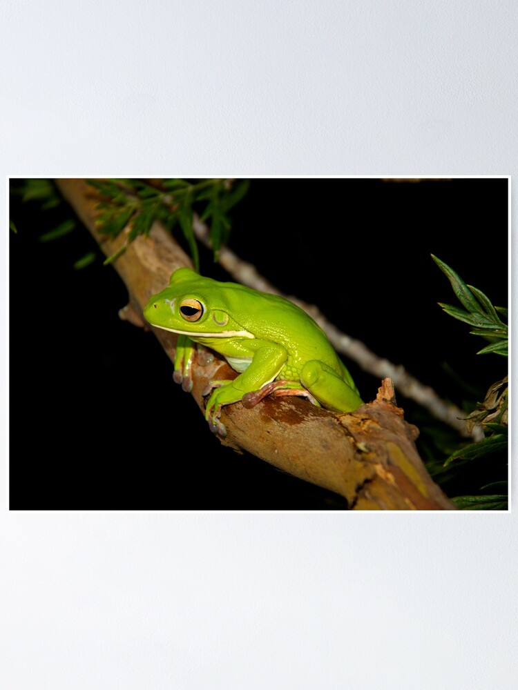 "Green Tree Frog" Poster for Sale by gwmmsinclair | Redbubble