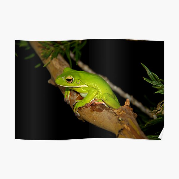 "Green Tree Frog" Poster for Sale by gwmmsinclair | Redbubble