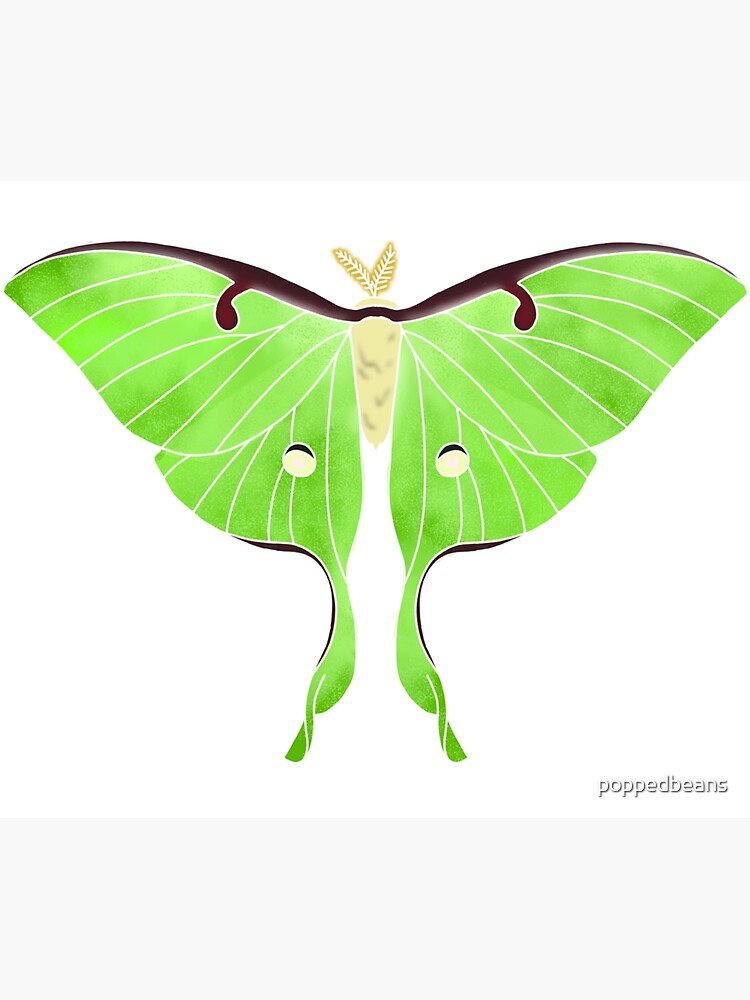 "Luna Moth" Poster for Sale by poppedbeans | Redbubble
