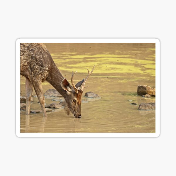 "Sambar deer" Sticker for Sale by gcmadan | Redbubble