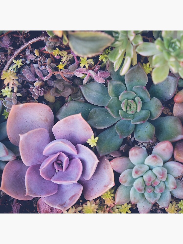 Póster «bonitas suculentas moradas y verdes en un montón» de cutecacty ...