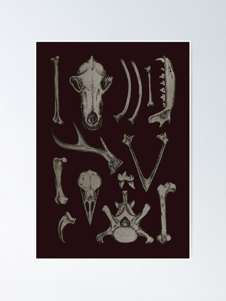 "Red Bones - Animal Bones Anatomical Illustration" Poster by Kiera ...