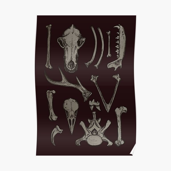 "Red Bones - Animal Bones Anatomical Illustration" Poster by Kiera ...