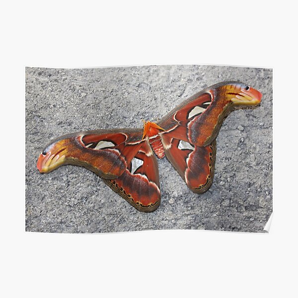 "Atlas Moth" Poster by Jokus | Redbubble