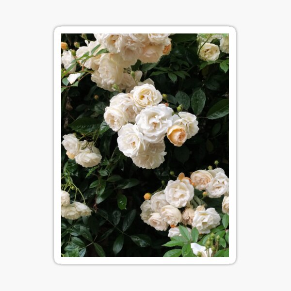 "Elegant White Roses" Sticker by newburyboutique | Redbubble