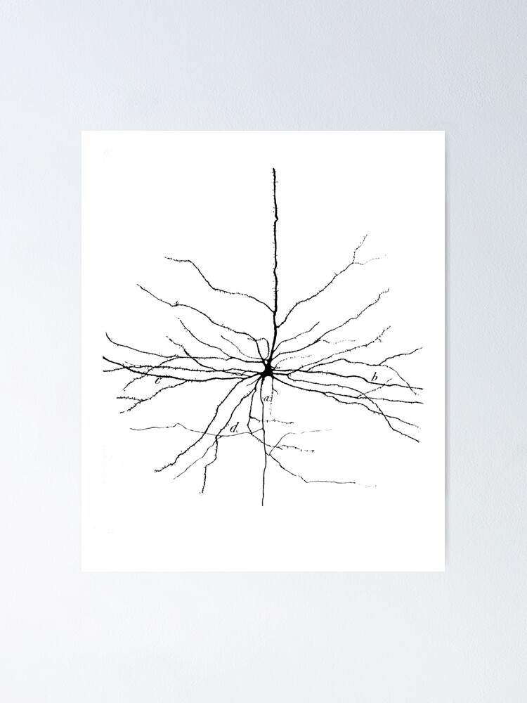 "Cajal Illustration, Pyramidal Cell" Poster by ScienceSource | Redbubble