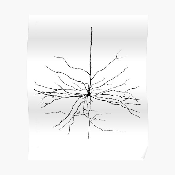 "Cajal Illustration, Pyramidal Cell" Poster by ScienceSource | Redbubble