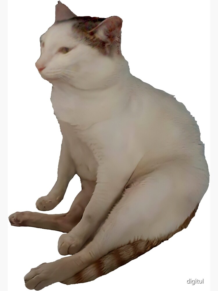 "CAT CHEEMS HD" Photographic Print by digitul | Redbubble