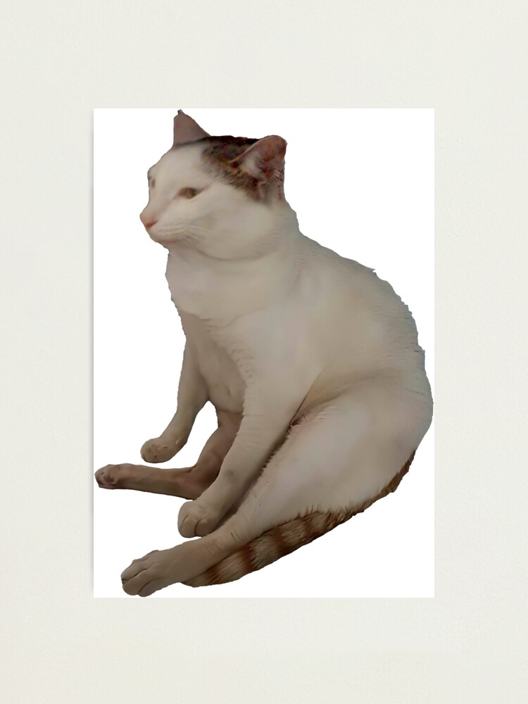 "CAT CHEEMS HD" Photographic Print by digitul | Redbubble