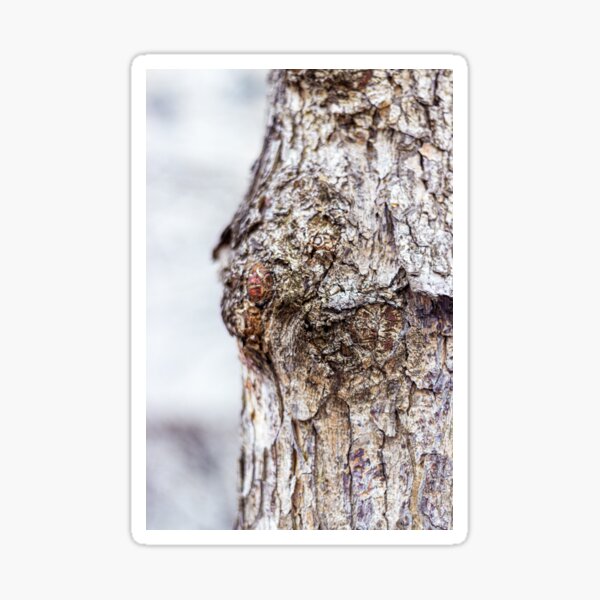 "Tree trunk" Sticker for Sale by elenaestelles | Redbubble