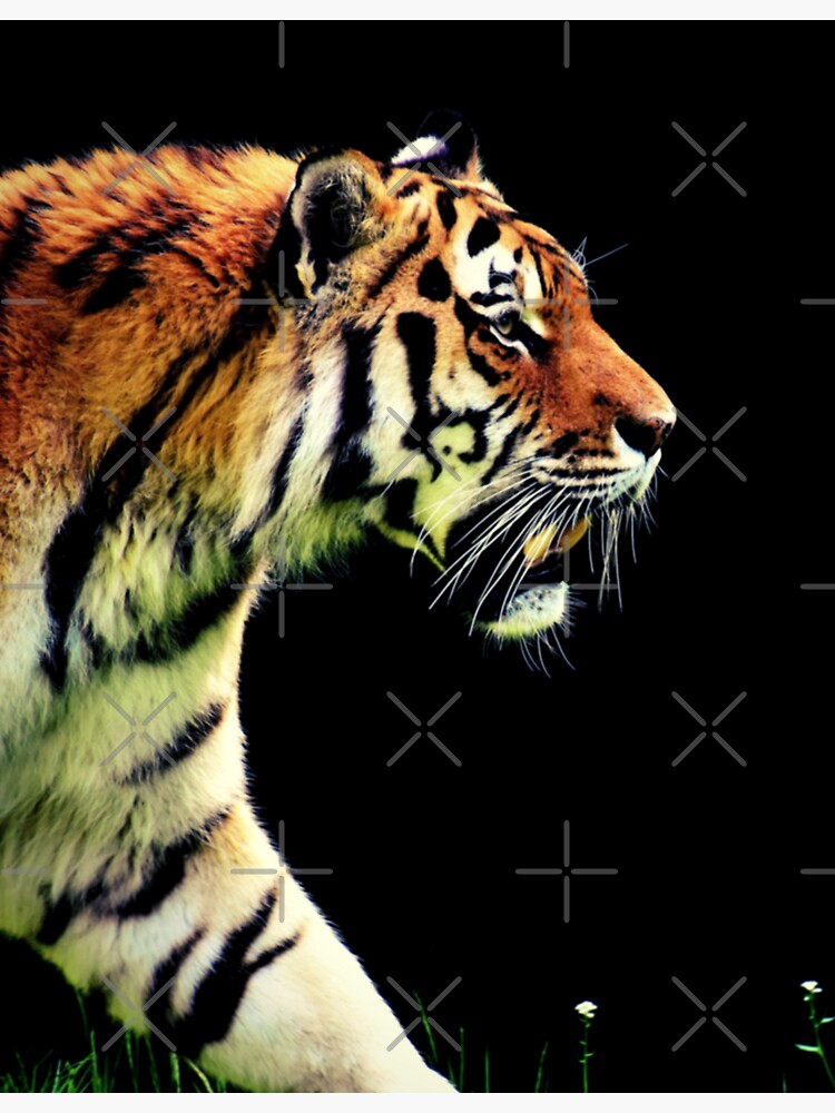 "Royal Bengal Tiger - The Emperor " Sticker for Sale by saurabhks87 ...