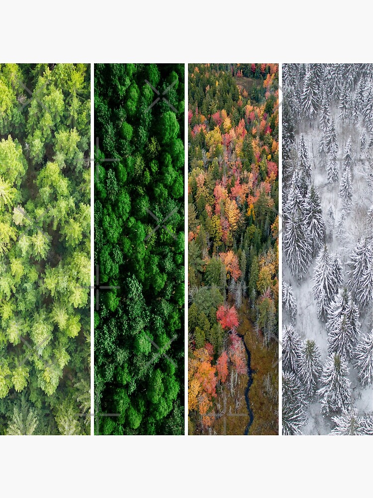 "Spring Summer Fall Winter " Poster for Sale by Romexcreative | Redbubble