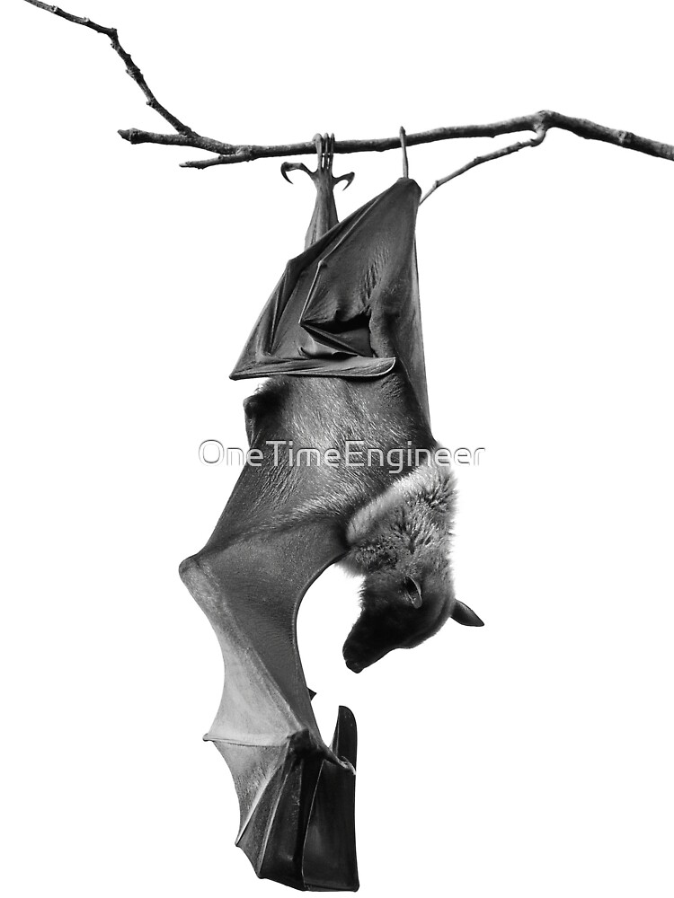 "Batzilla the flying fox" T-shirt for Sale by OneTimeEngineer ...