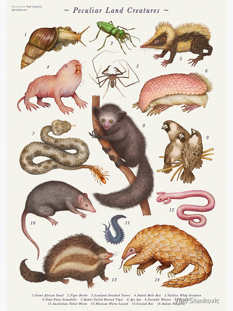 "Peculiar Land Creatures" Sticker for Sale by Vlad Stankovic | Redbubble