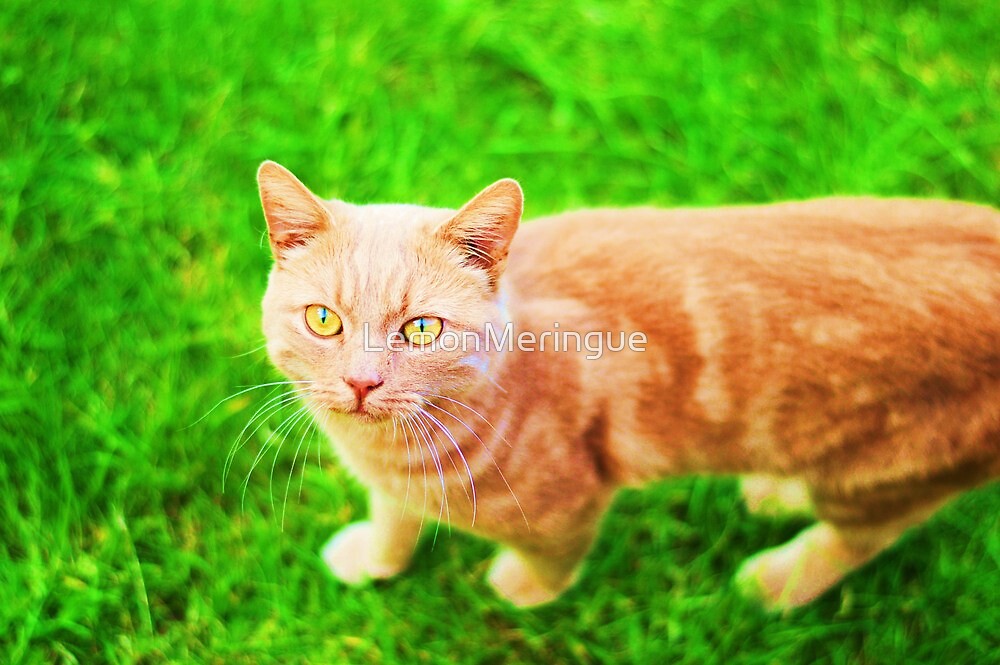 "Handsome Ginger cat on the grass" by LemonMeringue | Redbubble