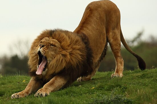 "Lion wake up call" Posters by mark scothern | Redbubble