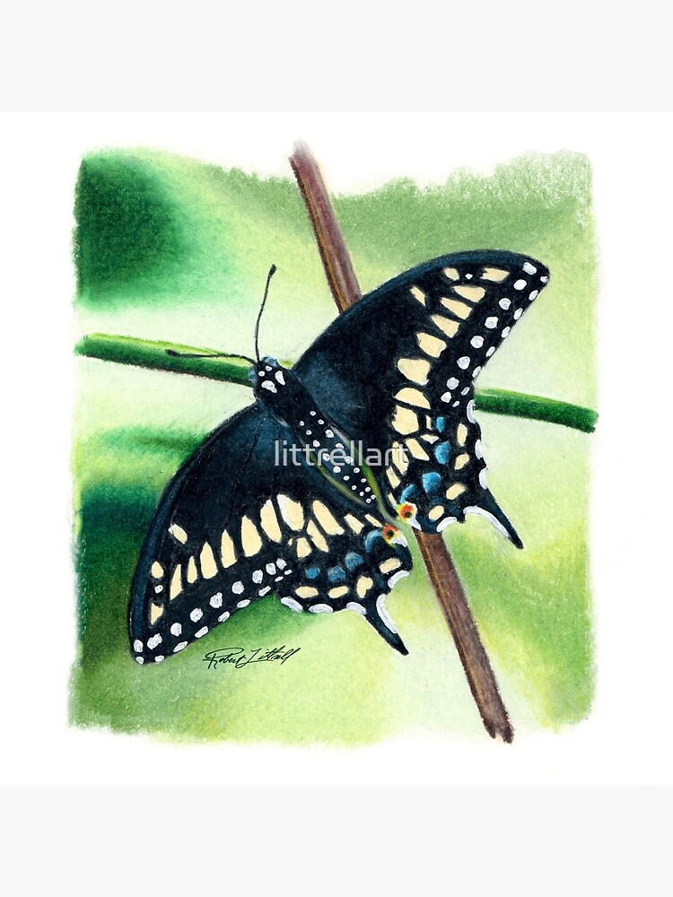 Spicebush Swallowtail Butterfly Drawing
