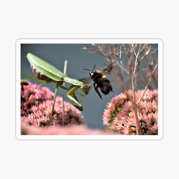 "Bumble Bee Bomb" Sticker for Sale by DonnaM | Redbubble