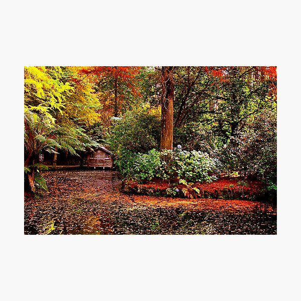 Lámina fotográfica «Autumn in Sherbrooke Forest Melbourne Australia» de ...