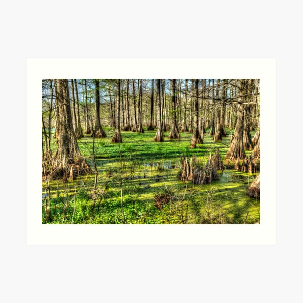Louisiana Swamp Art Prints | Redbubble