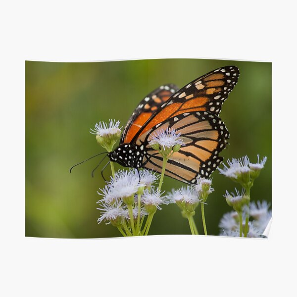 "Monarch Migration" Poster for Sale by Jacquelie | Redbubble