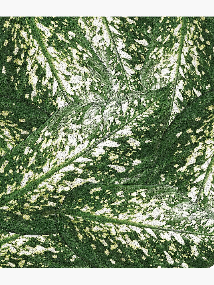 "AMAZON RAINFOREST LEAF I | #leaf #amazon #rainforest #neotropical ...