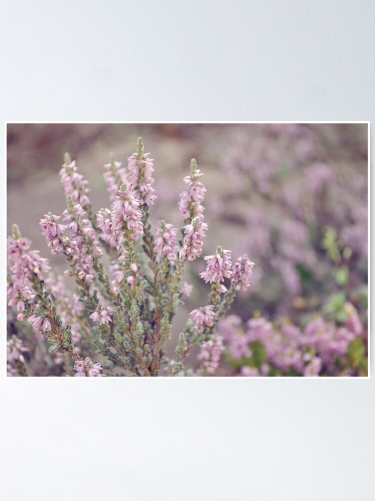"Heather" Poster for Sale by flossyrandle | Redbubble