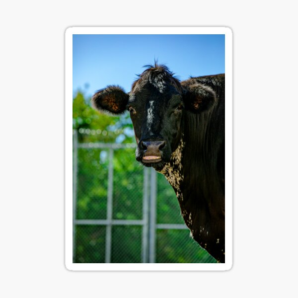 "Angus" Sticker for Sale by AylaCroft | Redbubble