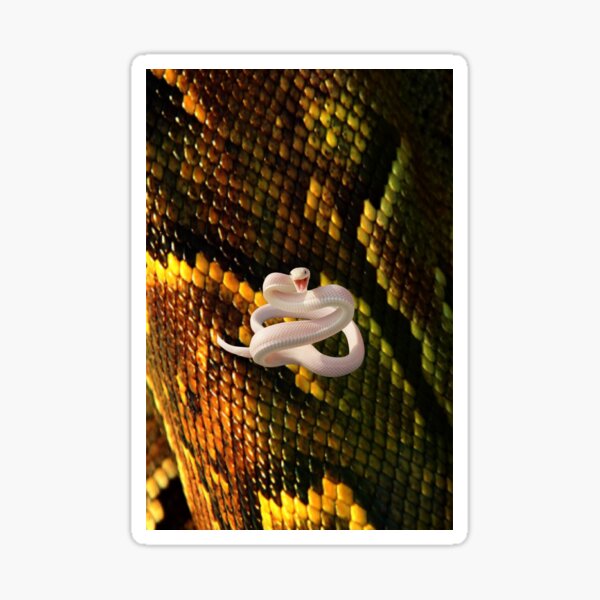 "Snake skin." Sticker for Sale by blackcatdream | Redbubble